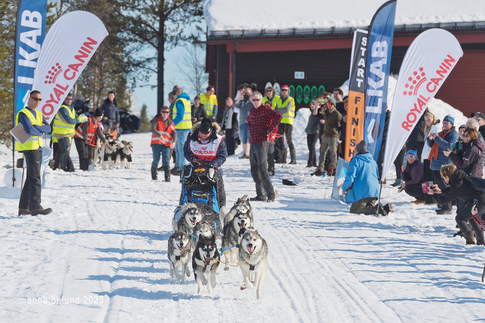 Recherche Handler/Handleuse saison 2023-2024 en Suède - Le coin des mushers