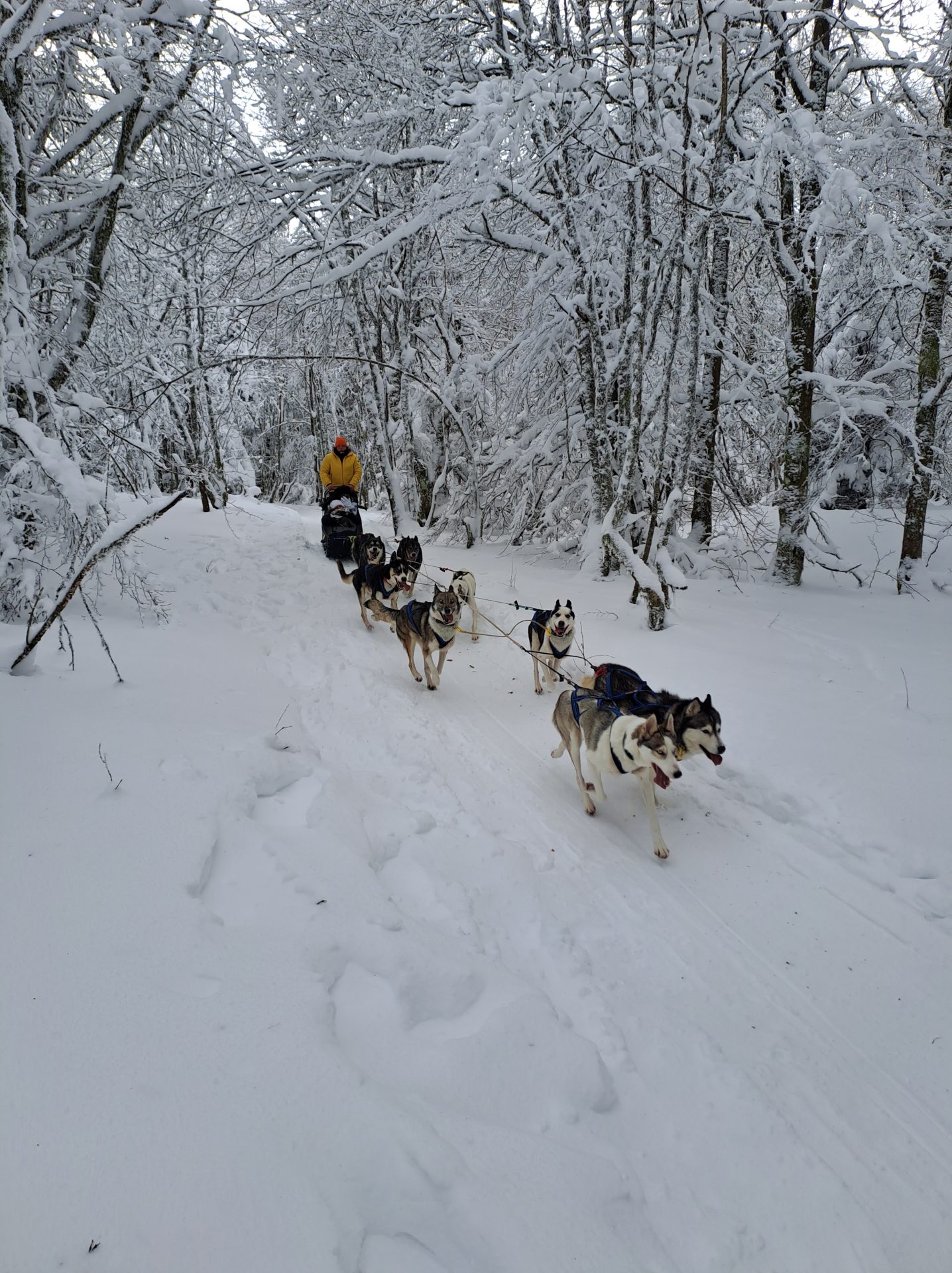 Recherche 2 mushers autonomes dans les Vosges - Le coin des mushers